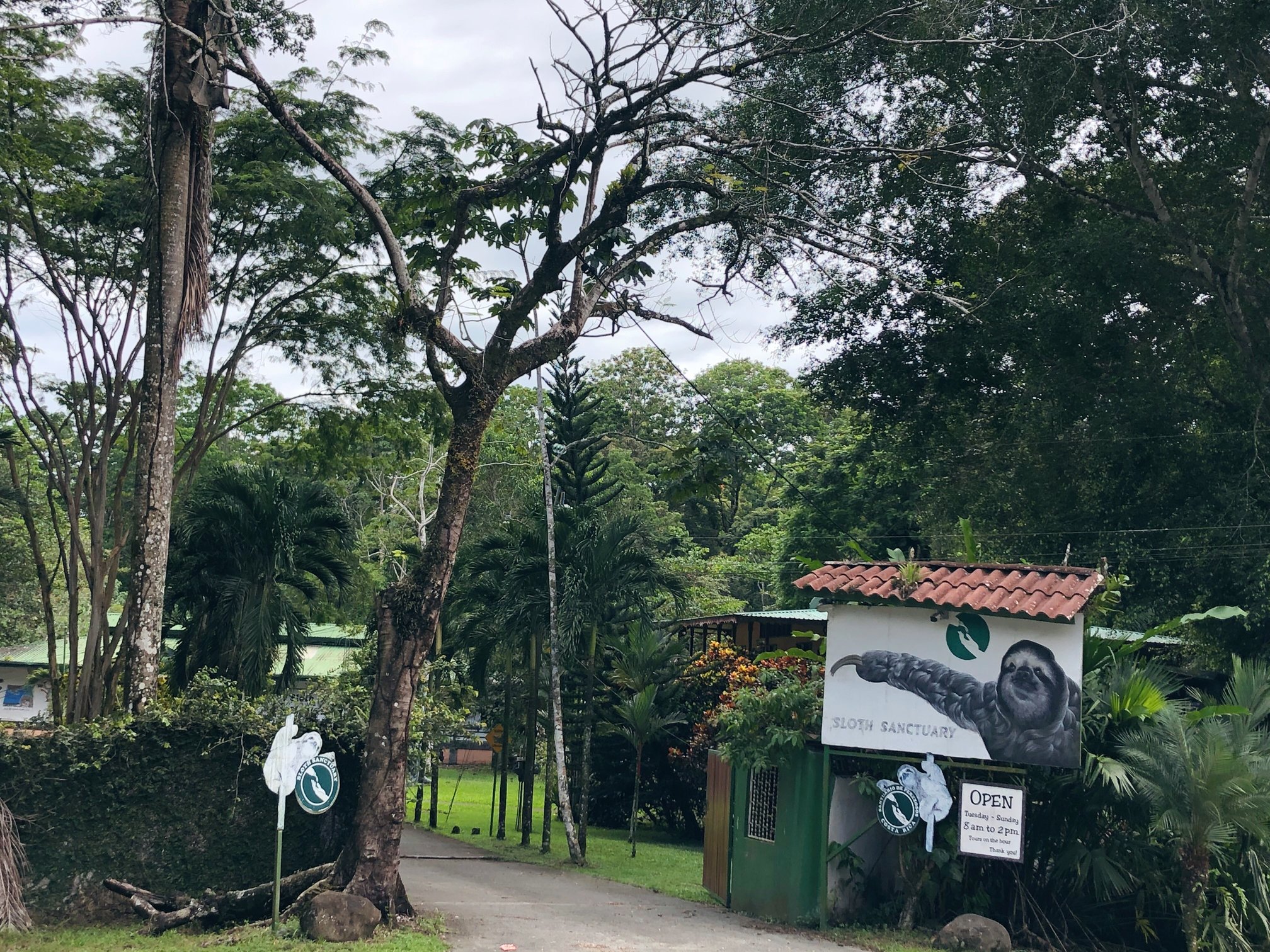 All About Seeing Sloths in Costa Rica